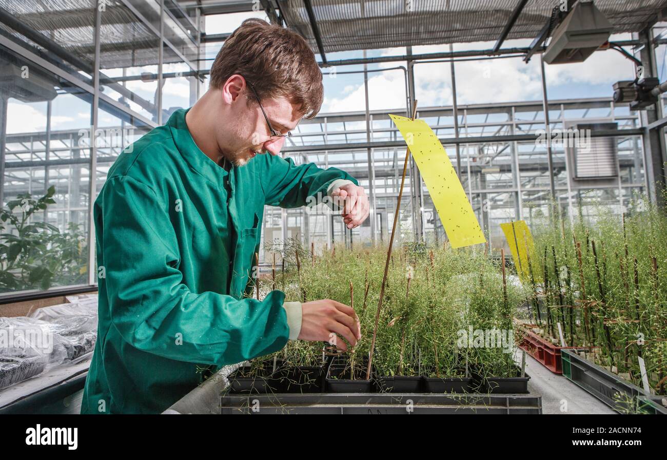 Plant research. Researcher tending plants in a greenhouse Stock Photo ...