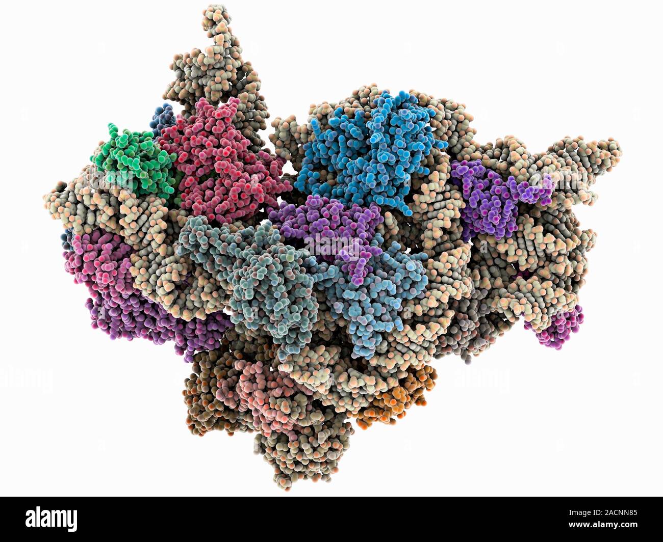 Bacterial ribosome. Molecular model of a 30S (small) ribosomal sub-unit ...
