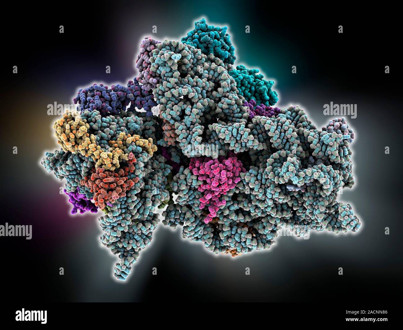 Bacterial ribosome. Molecular model of a 30S (small) ribosomal sub-unit ...