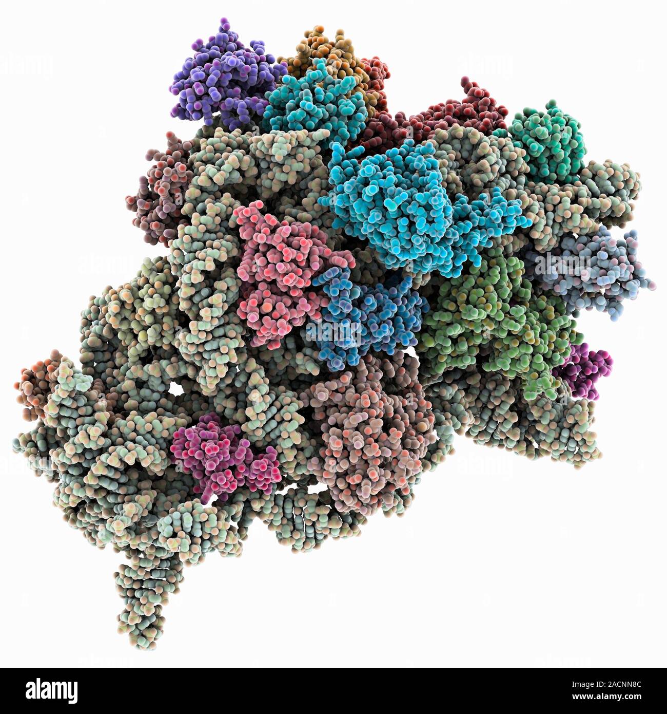 Bacterial ribosome. Molecular model of a 30S (small) ribosomal sub-unit ...
