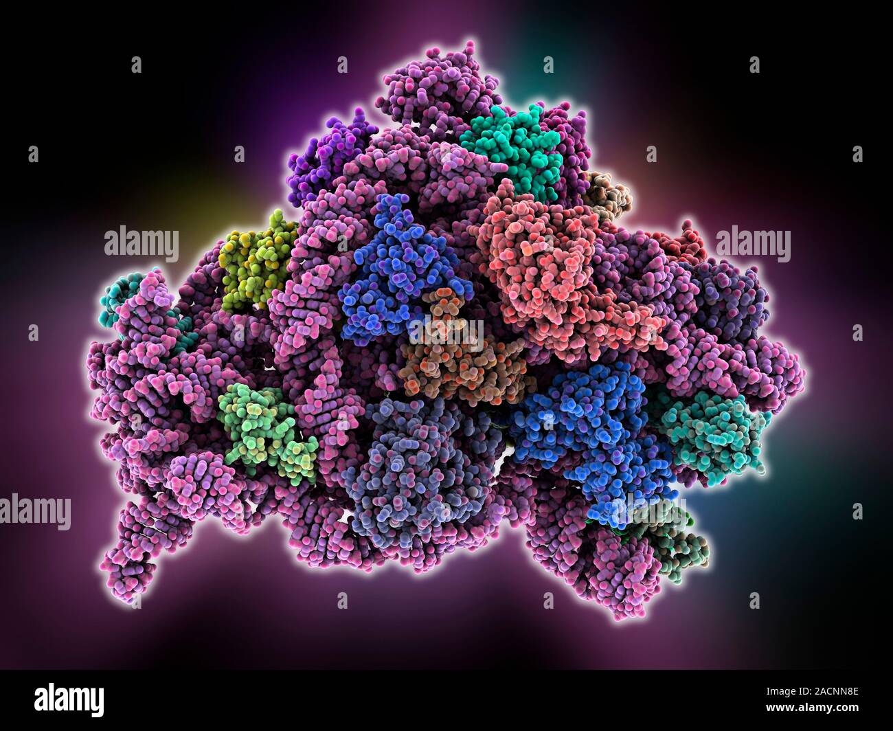 Bacterial ribosome. Molecular model of a 30S (small) ribosomal sub-unit ...