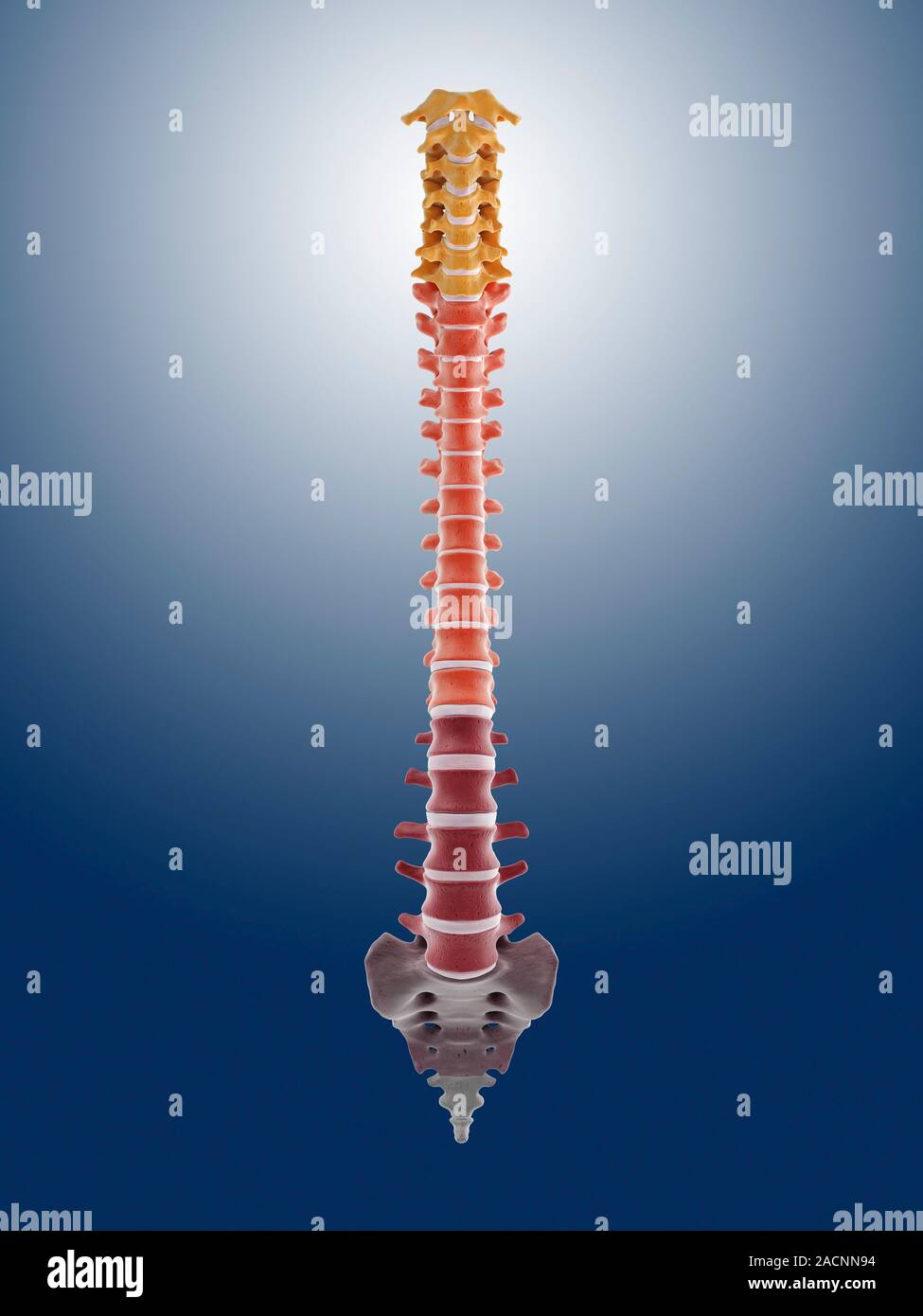 Human spine. Computer artwork of the human spine. The cervical (neck ...