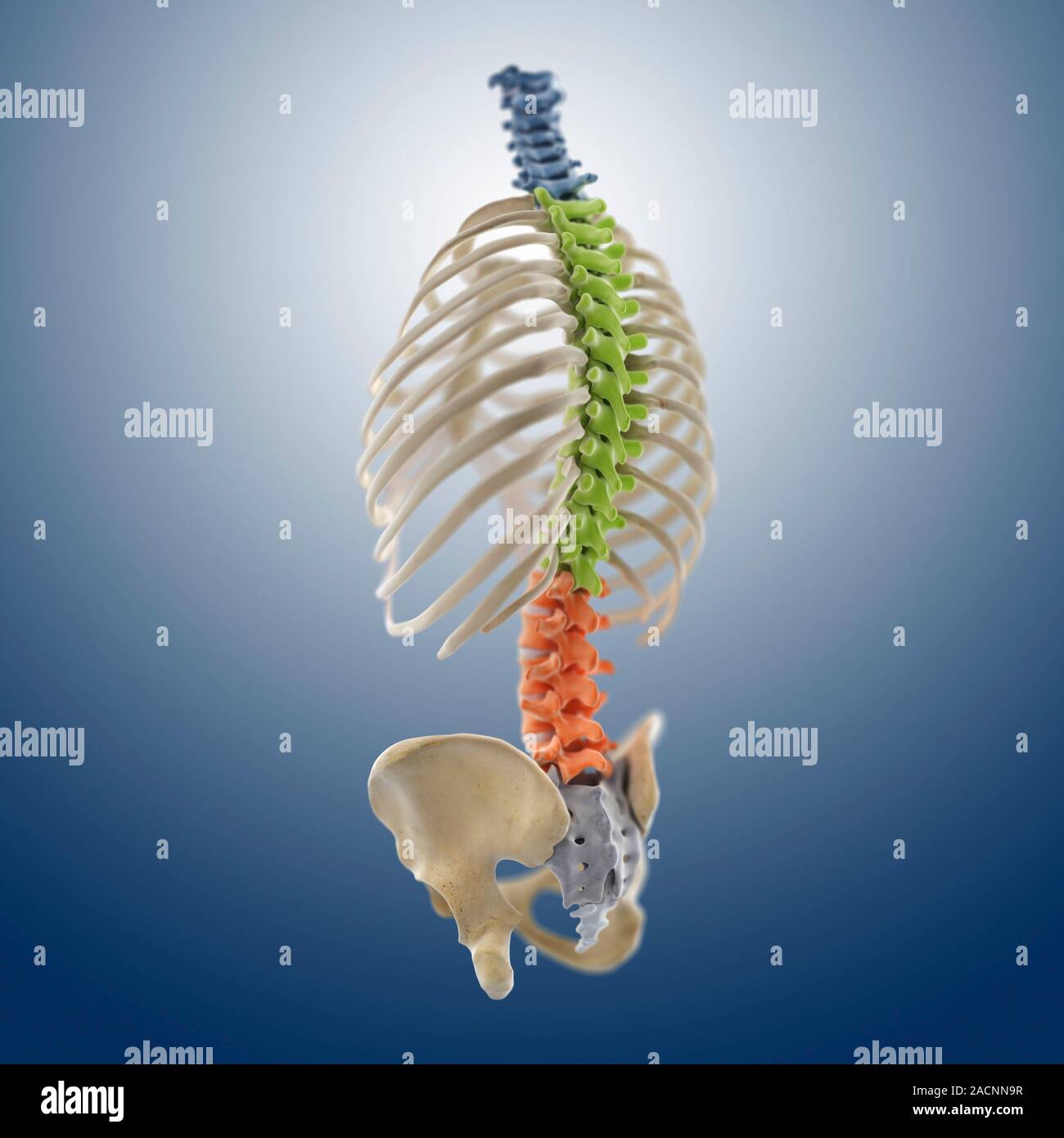 Bones of the torso and neck, computer artwork. At centre is the spine ...