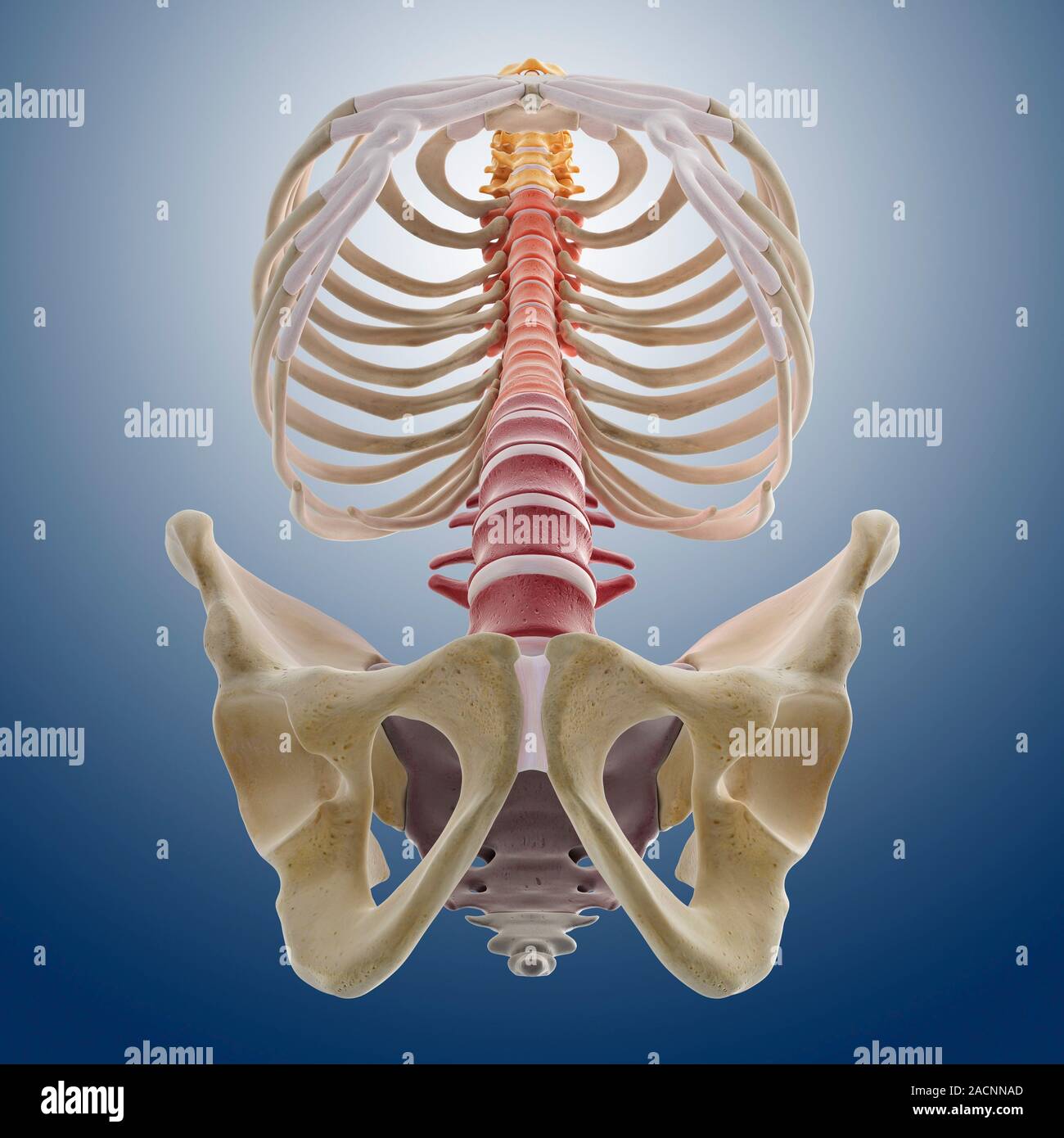 Bones of the torso and neck, computer artwork. At centre is the spine ...