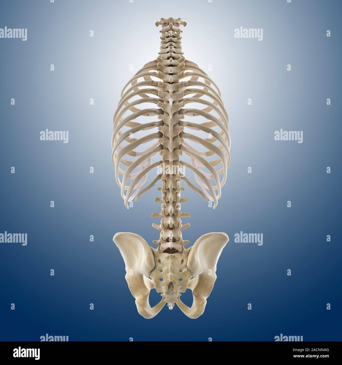 Bones of the torso and neck, computer artwork. At centre is the spine ...