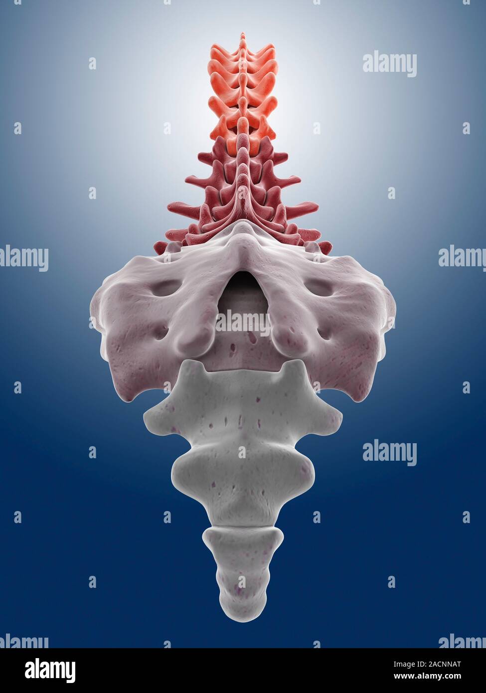 Human spine. Computer artwork of the human spine. The thoracic (upper ...