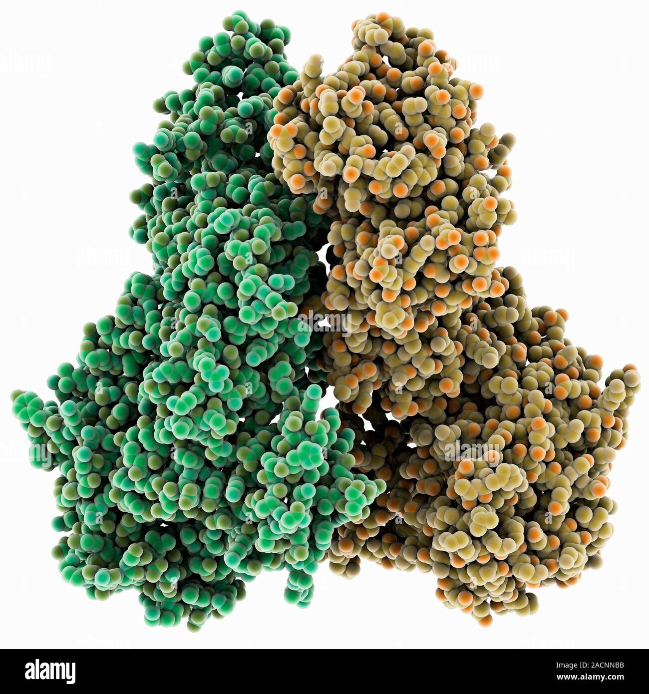 Anthrax lethal factor, molecular model. This enzyme is one of three ...