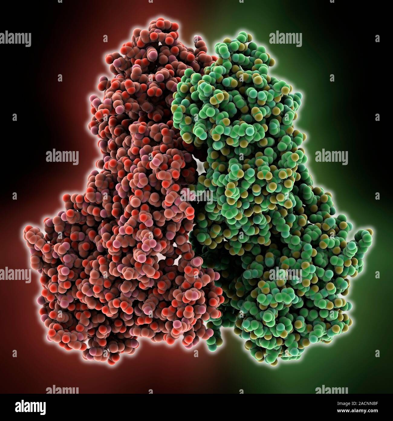 Anthrax lethal factor, molecular model. This enzyme is one of three ...