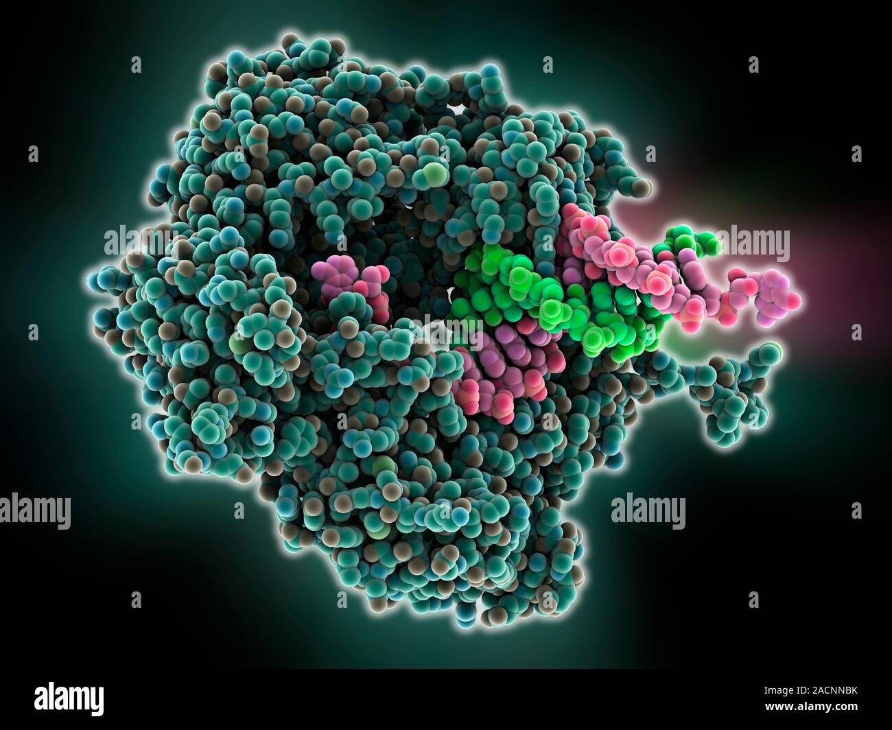 DNA polymerase with DNA. Molecular model of DNA polymerase (blue) complexed with a molecule of ...