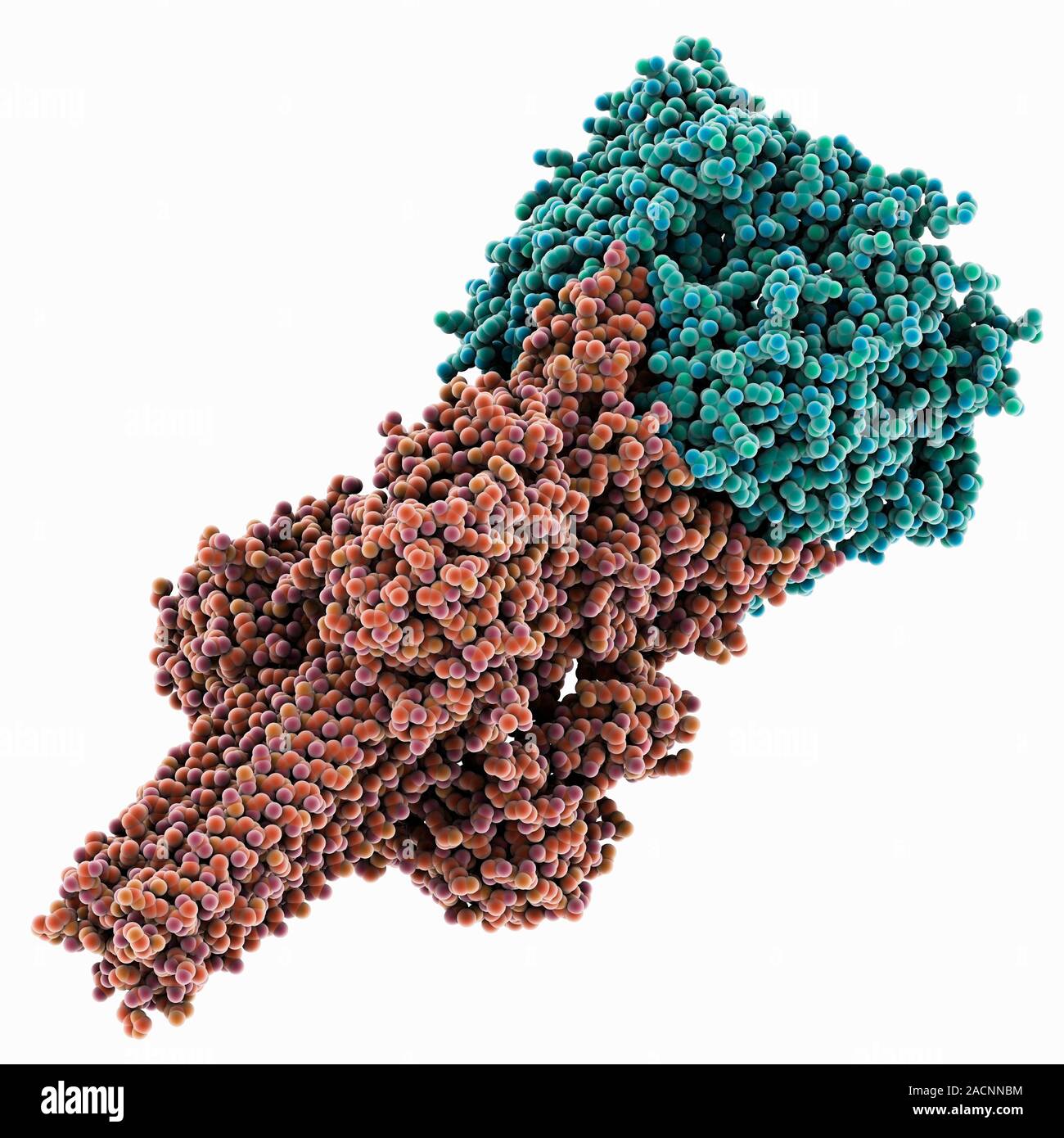 T4 bacteriophage cell-puncturing device, molecular model. A ...