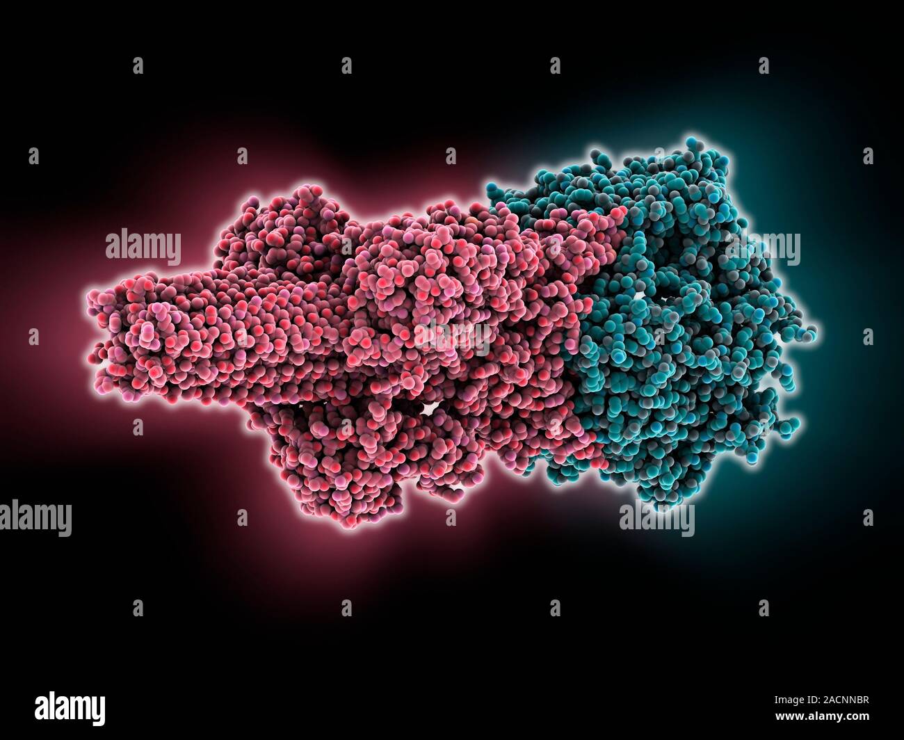 T4 bacteriophage cell-puncturing device, molecular model. A ...