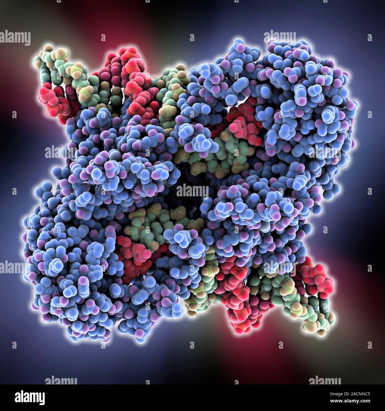 Transposase enzyme and DNA complex. Computer model showing the ...