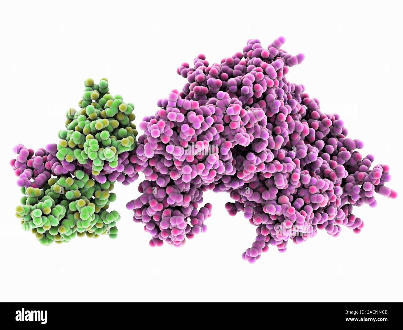 Molecular motor protein. Computer model showing the structure of a two ...