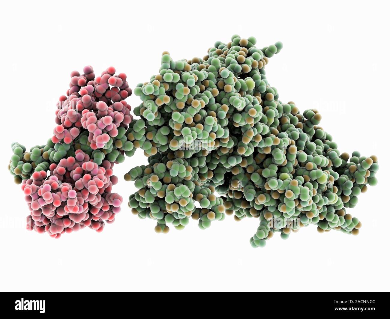 Molecular motor protein. Computer model showing the structure of a two ...