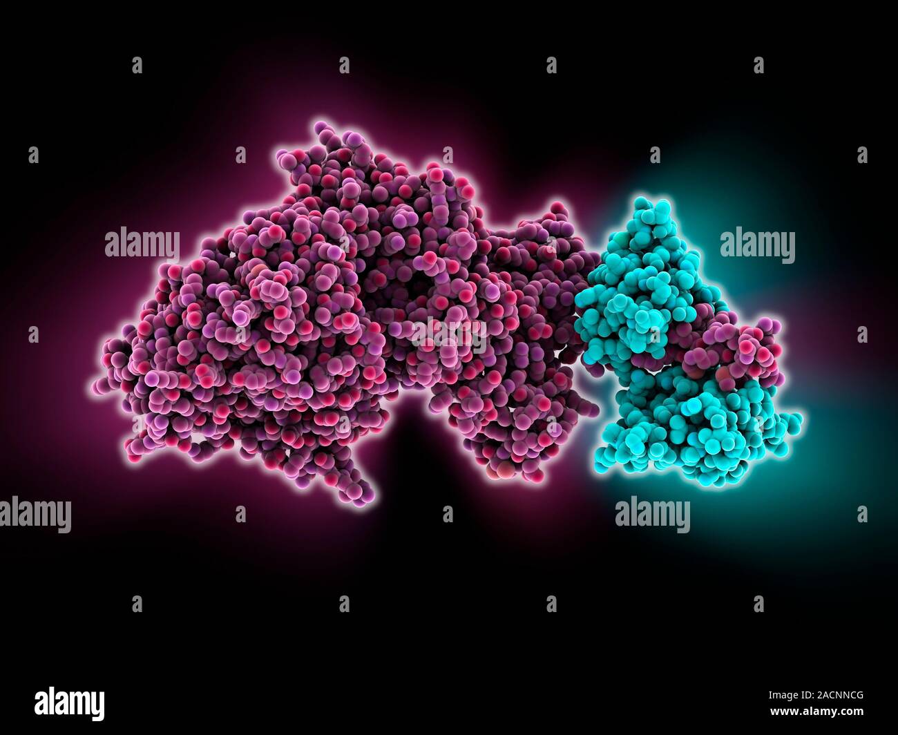 Molecular motor protein. Computer model showing the structure of a two ...
