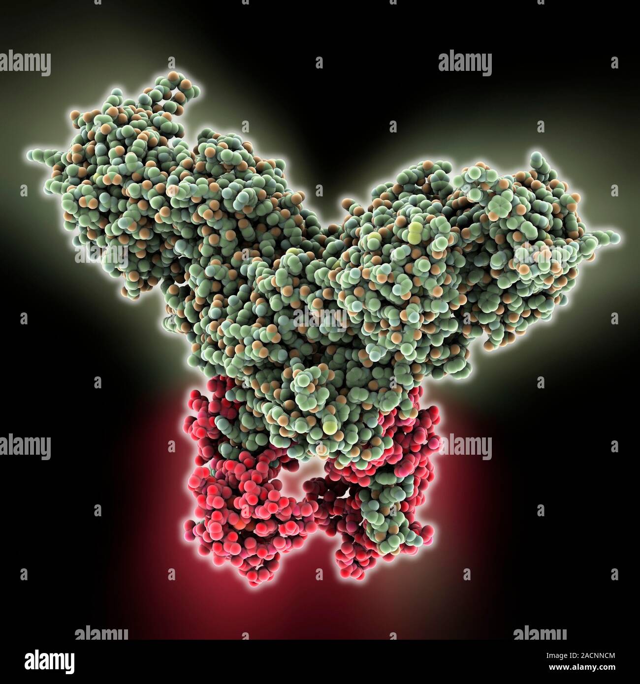 Molecular motor protein. Computer model showing the structure of a two ...