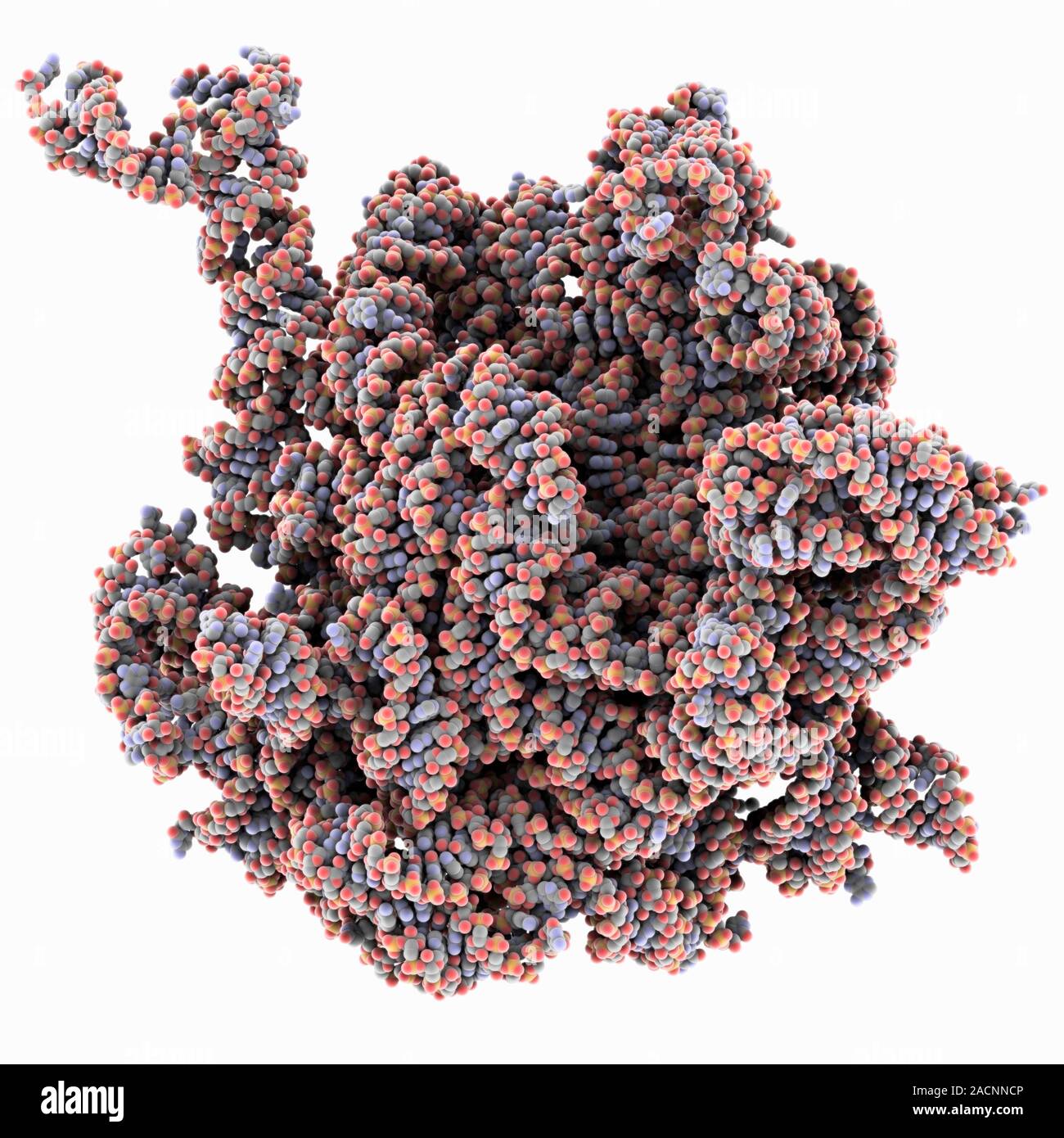 Bacterial ribosome. Molecular model of a 50S (large) ribosomal sub-unit ...