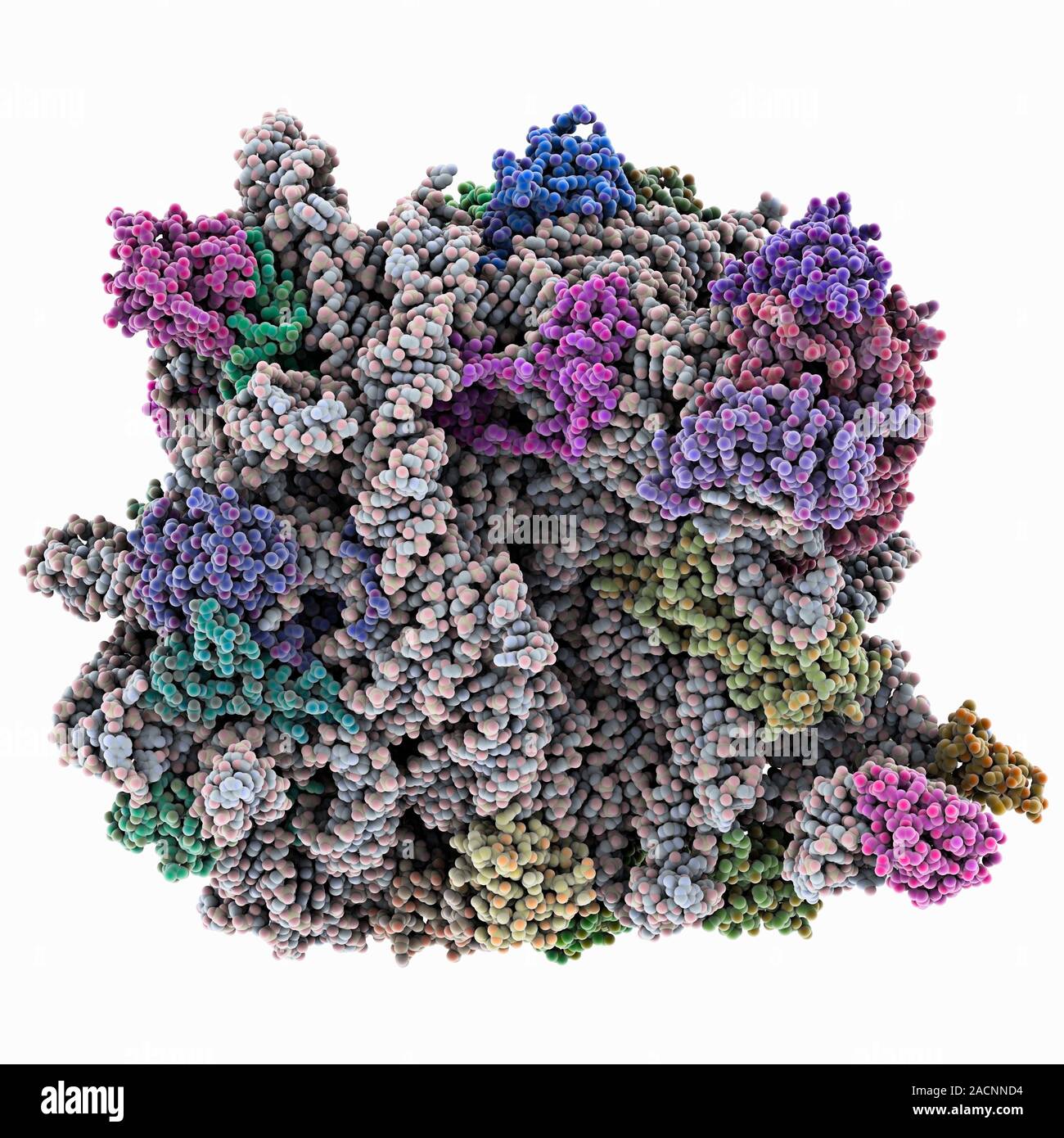 Archaeon ribosome. Molecular model of a 50S (large) ribosomal sub-unit ...