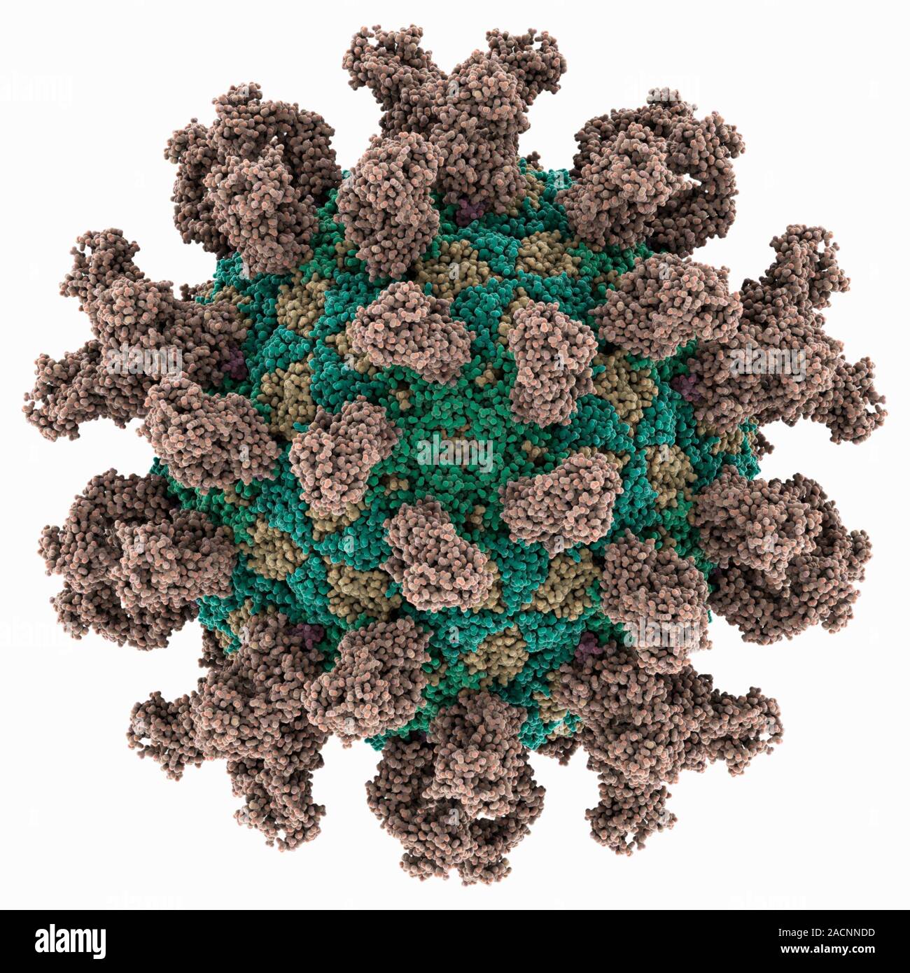 Foot-and-mouth disease virus. Computer model of the foot-and-mouth ...