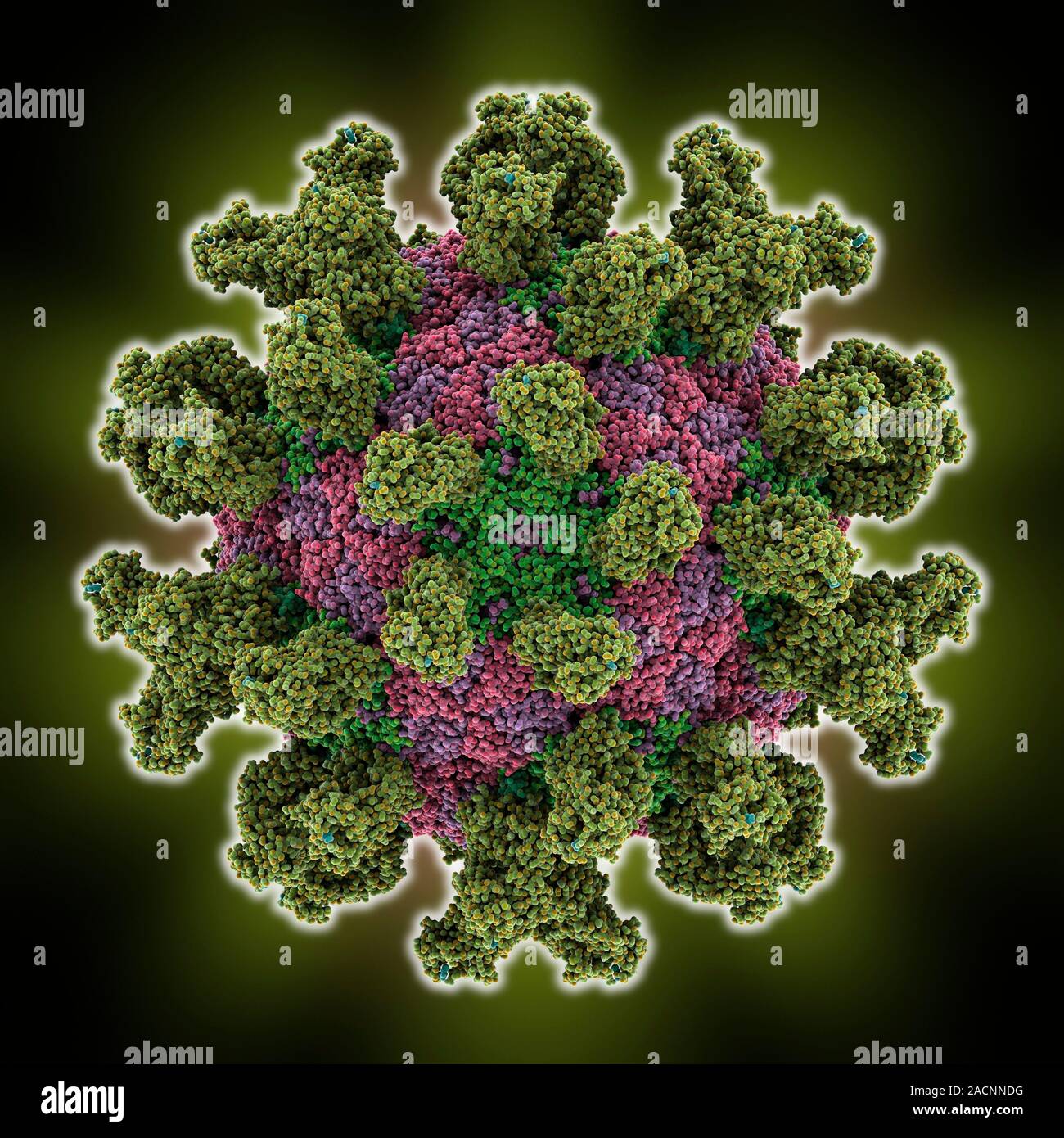 Foot-and-mouth disease virus. Computer model of the foot-and-mouth ...