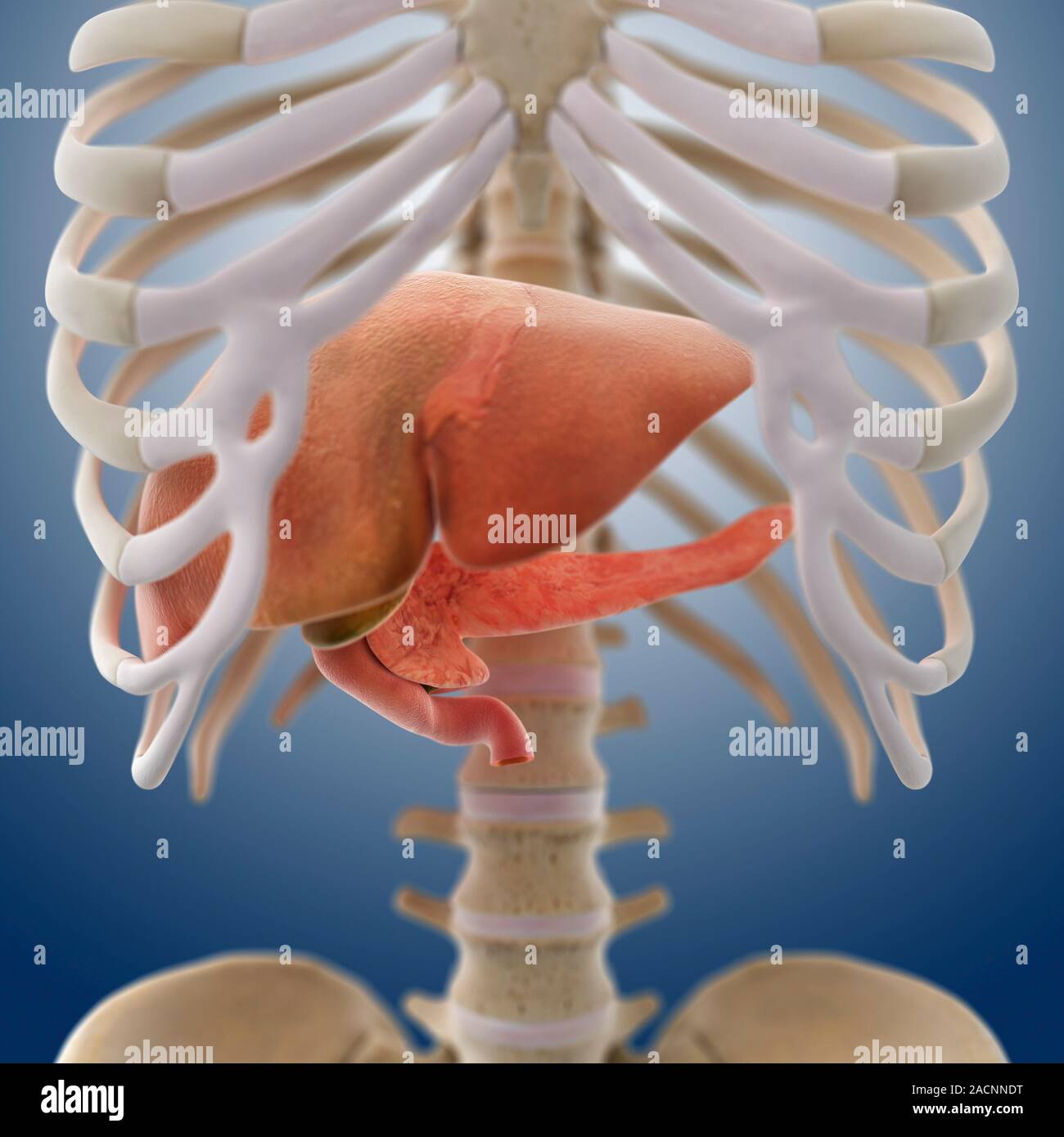 Liver, gallbladder and pancreas, computer artwork. The largest organ ...