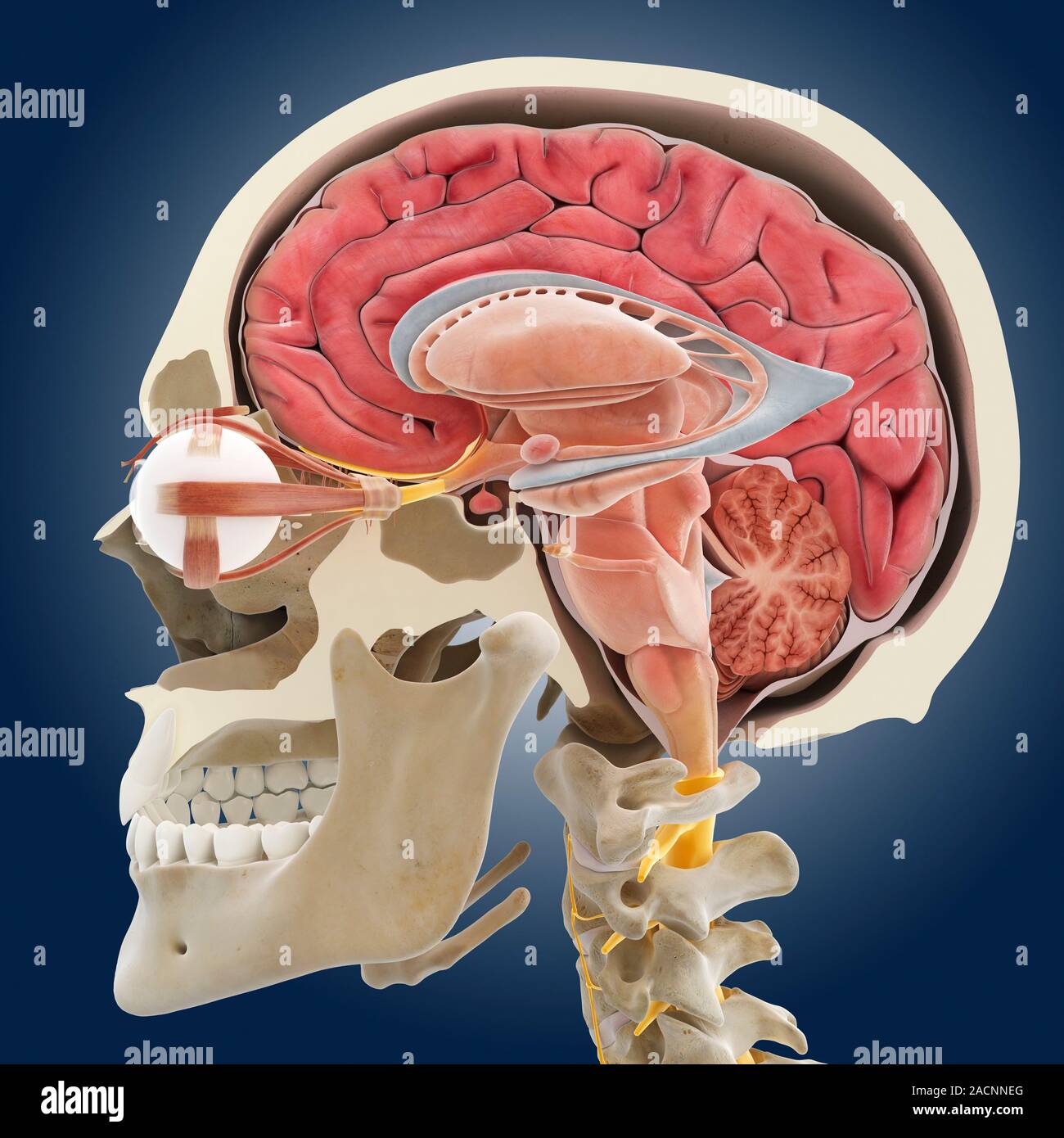 Head anatomy. Computer anatomy of a sagittal section through the human ...