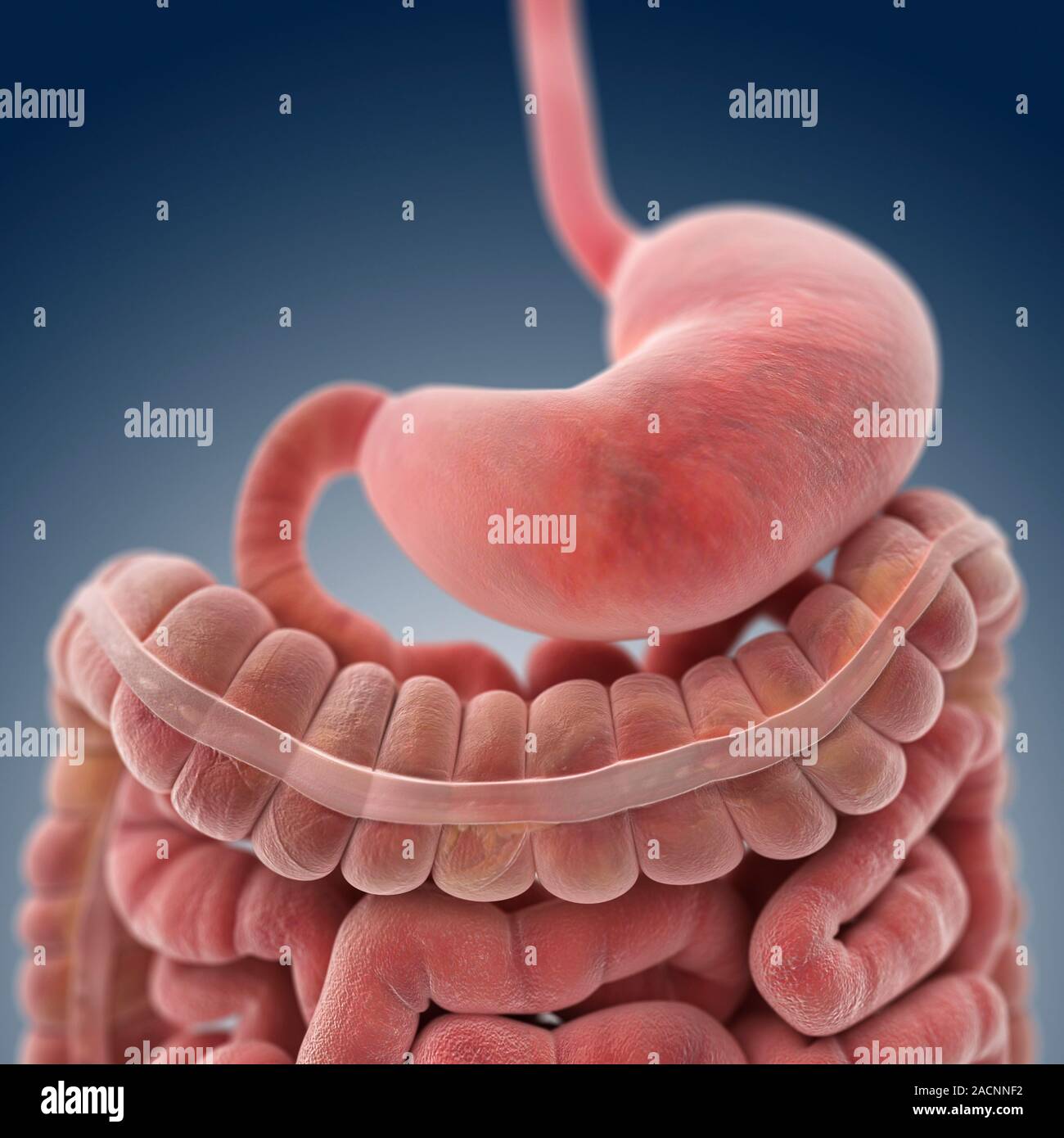 Digestive system. Computer artwork of the stomach and intestines. At ...