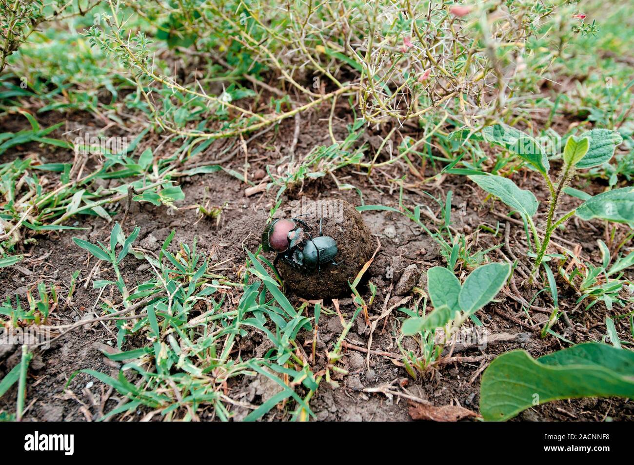 Dung beetles rolling a dung ball. The dung beetles that roll dung into ...