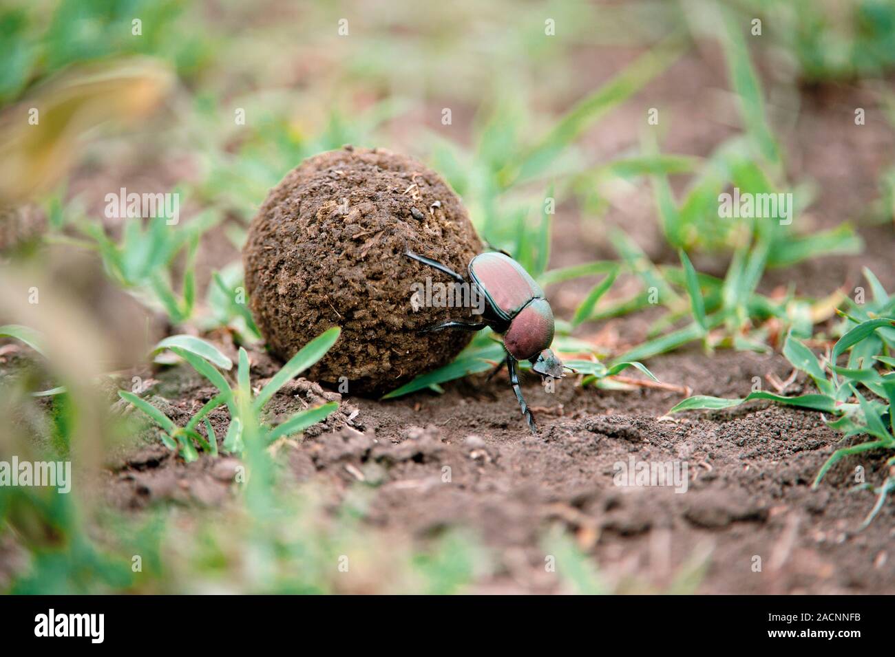 Dung beetle rolling a dung ball. The dung beetles that roll dung into ...