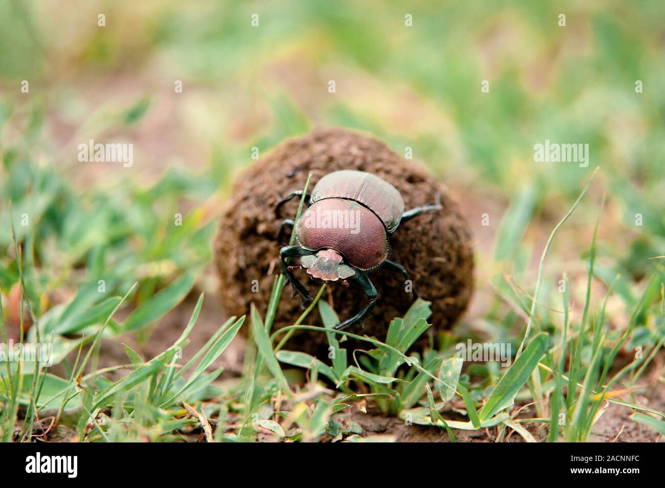 Dung beetle rolling a dung ball. The dung beetles that roll dung into ...