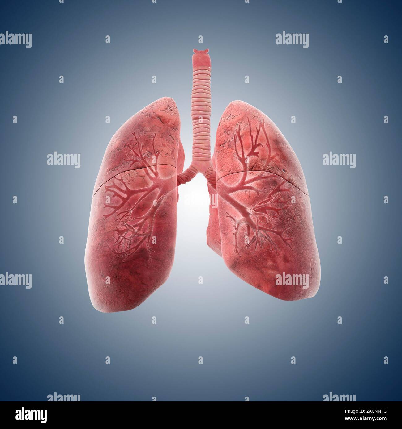 Lungs, computer artwork. At top is the trachea (windpipe), which splits ...