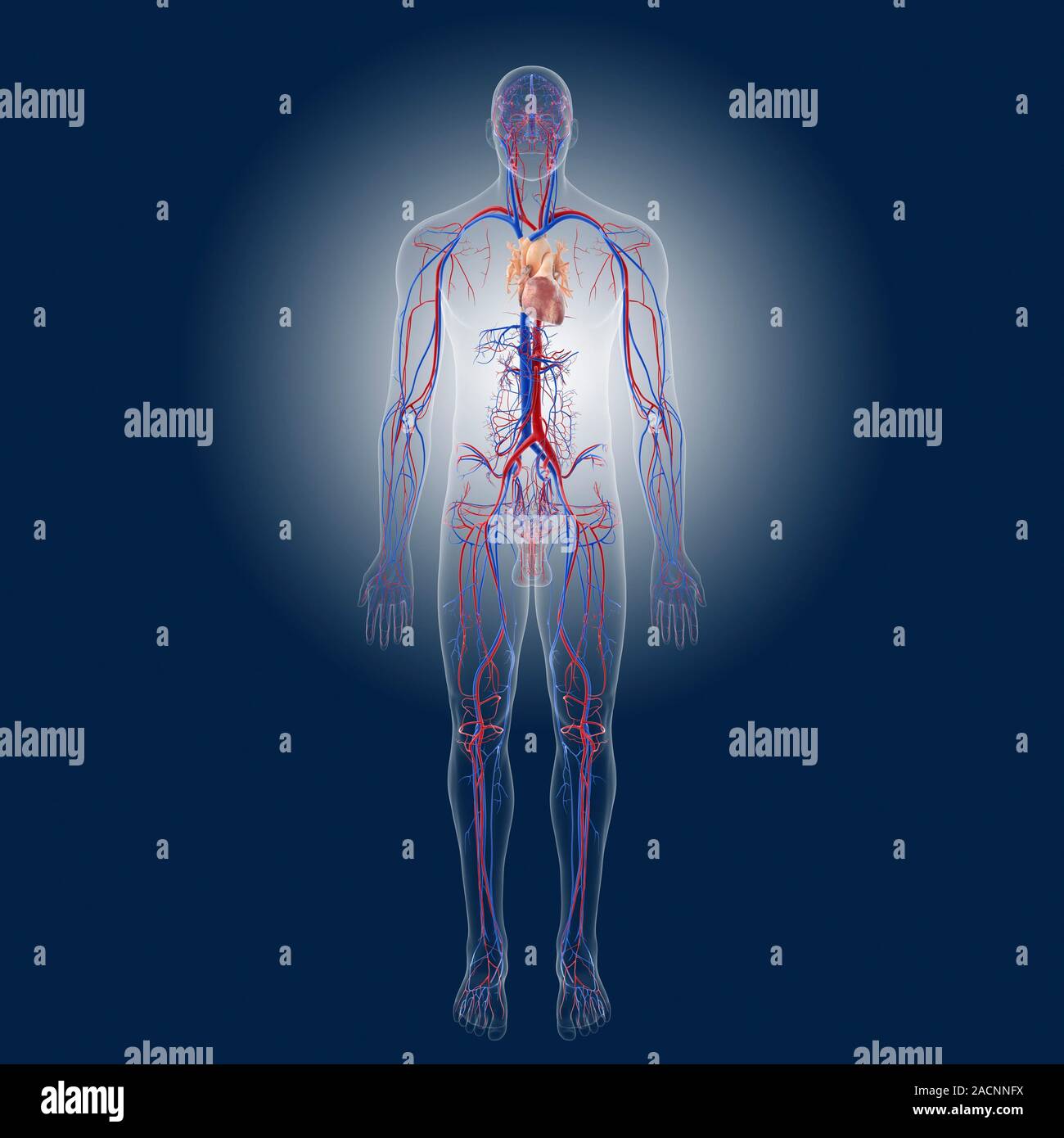 Cardiovascular system, computer artwork. The heart (upper centre) is a ...