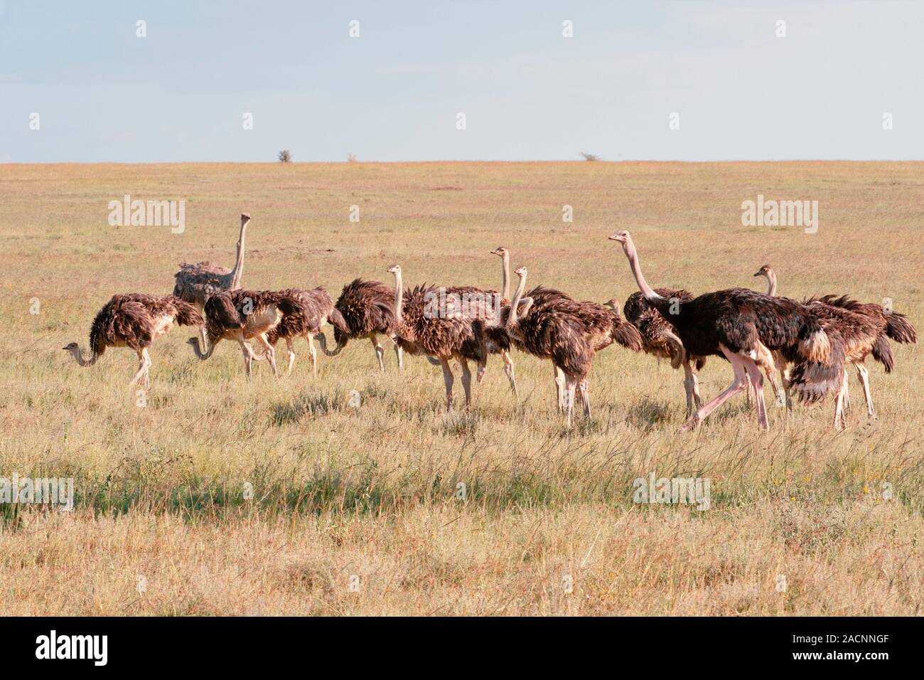 Group of ostriches (Struthio camelus). This group consists of females ...