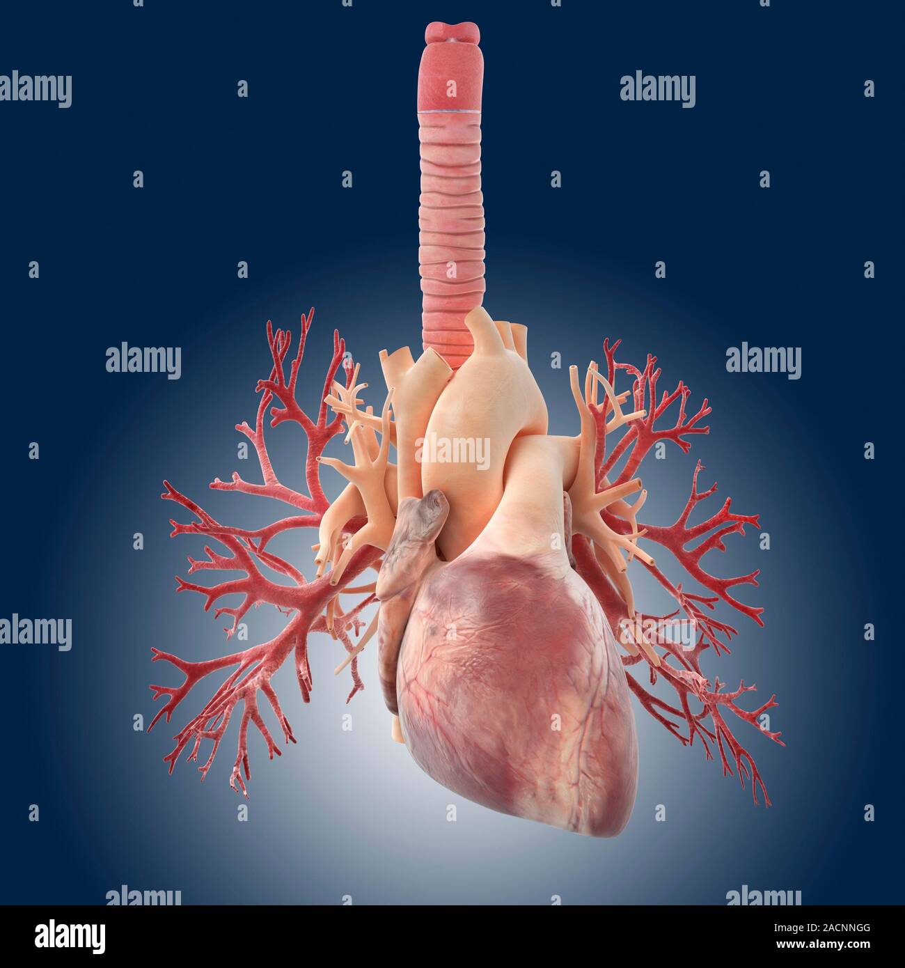 Heart and lungs. Computer artwork of the heart and bronchial trees of ...