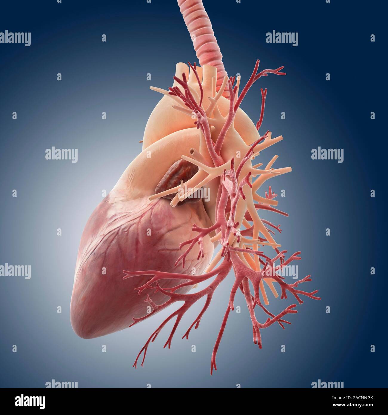 Heart and lungs. Computer artwork of the heart and bronchial trees of ...