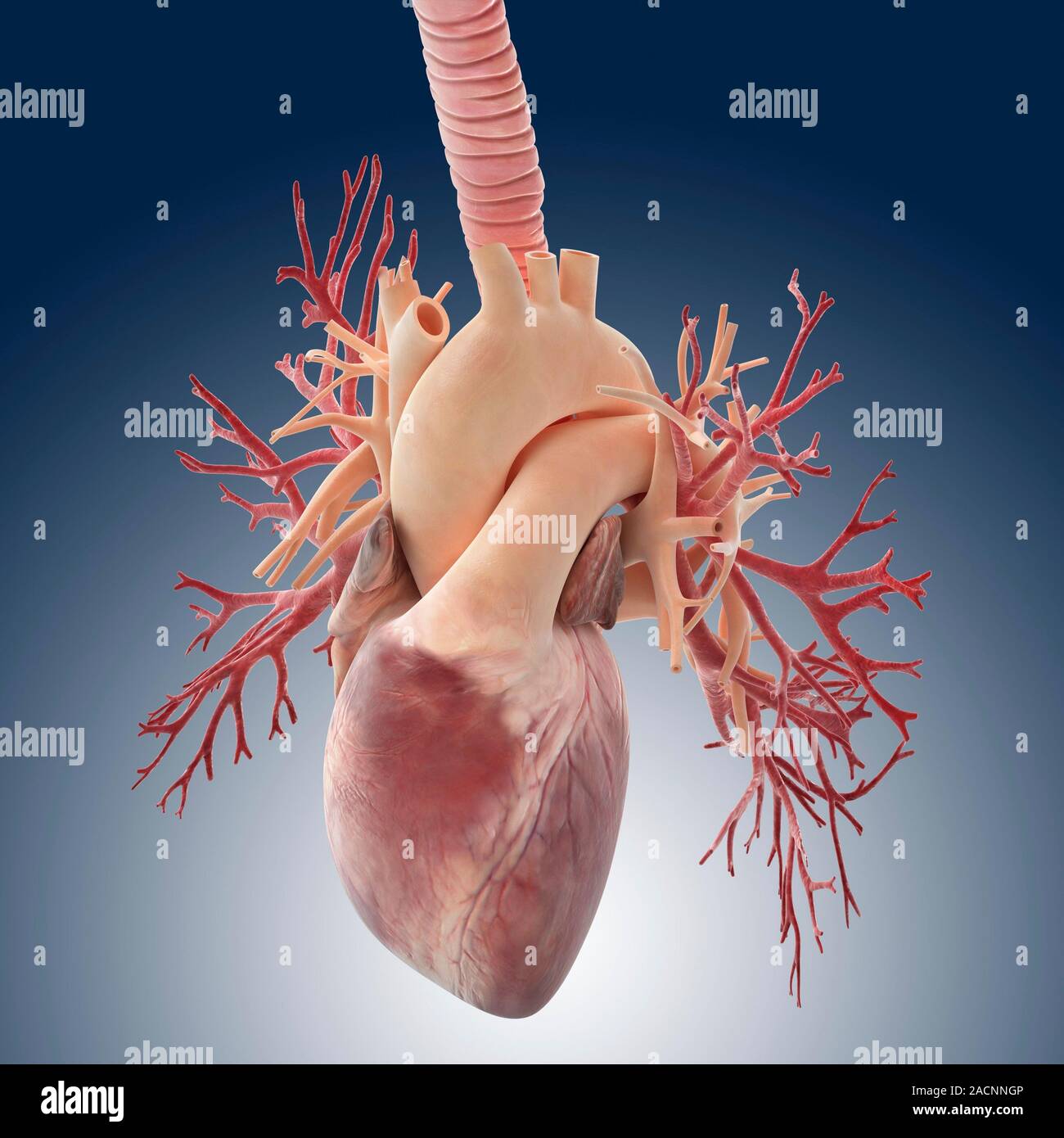 Heart and lungs. Computer artwork of the heart and bronchial trees of ...