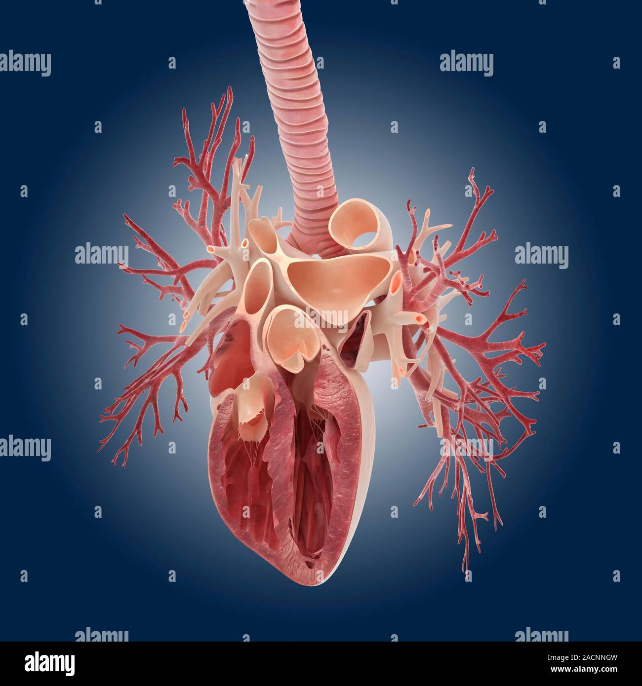 Heart and lungs. Computer artwork showing a section through a human ...