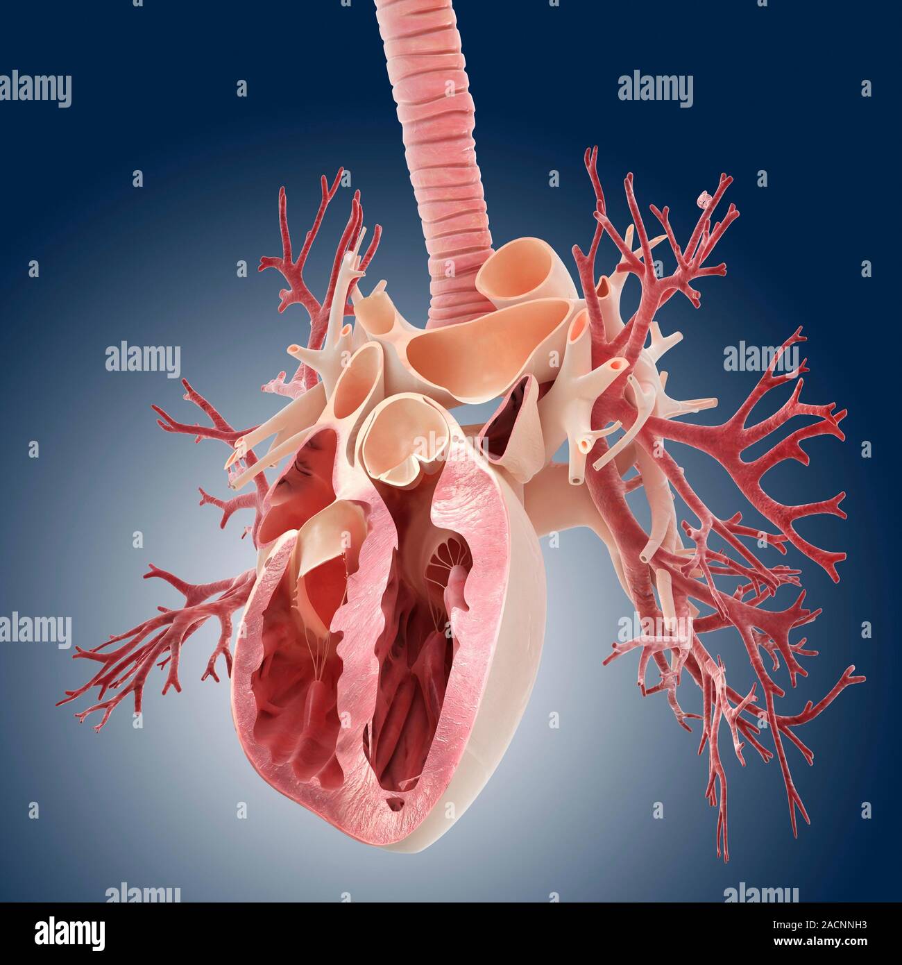 Heart and lungs. Computer artwork showing a section through a human ...
