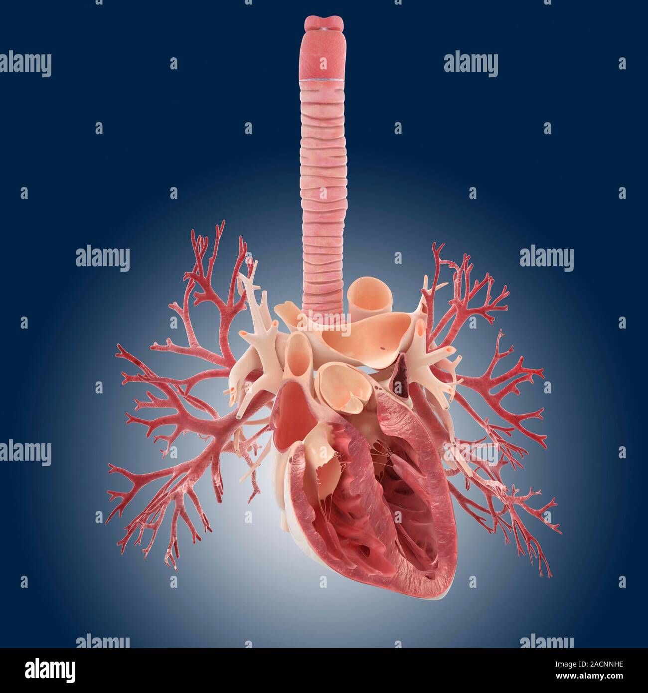 Heart and lungs. Computer artwork showing a section through a human ...