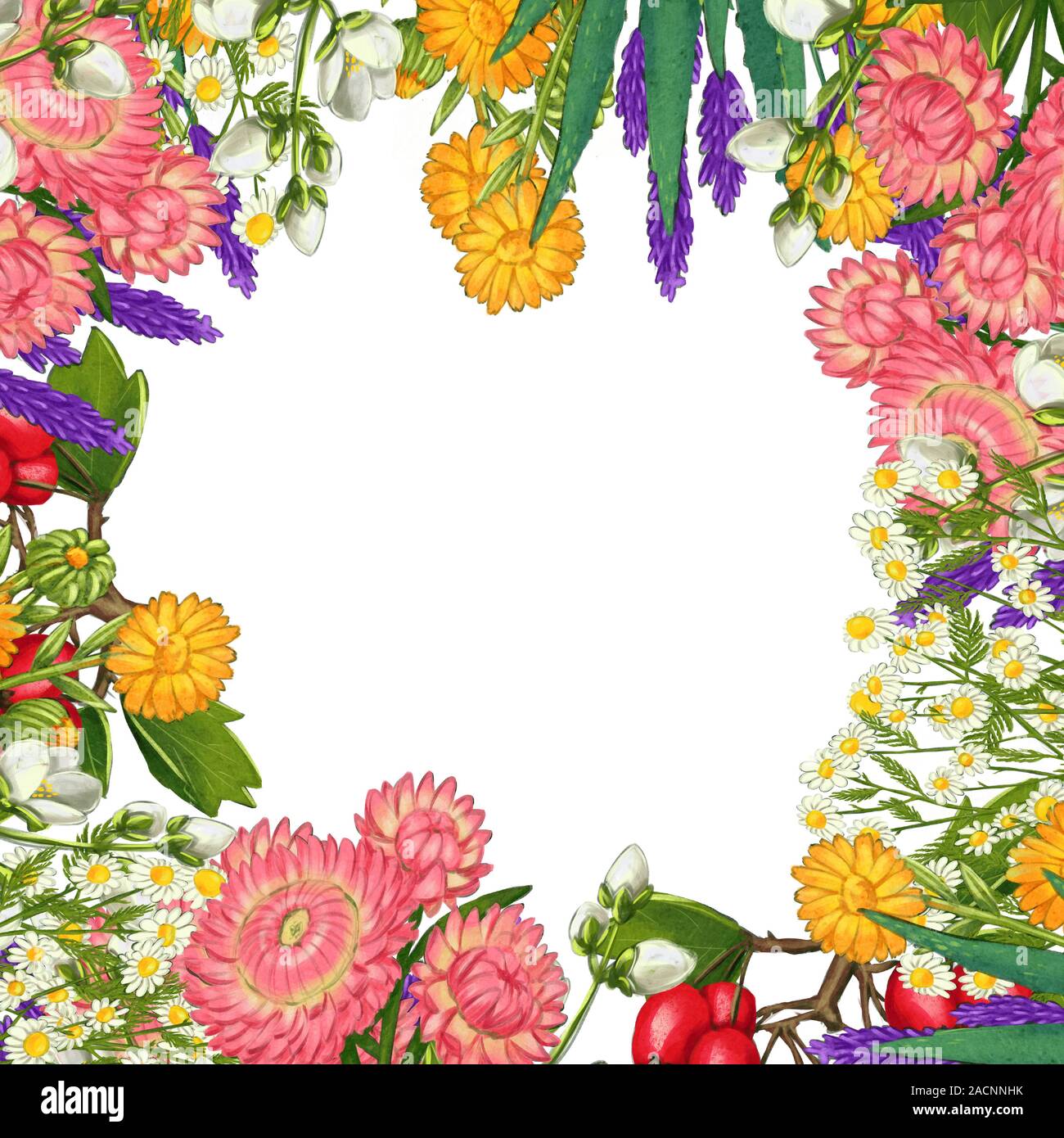 Hand drawn medicinal plant frame. Healing herbs border. isolated on ...