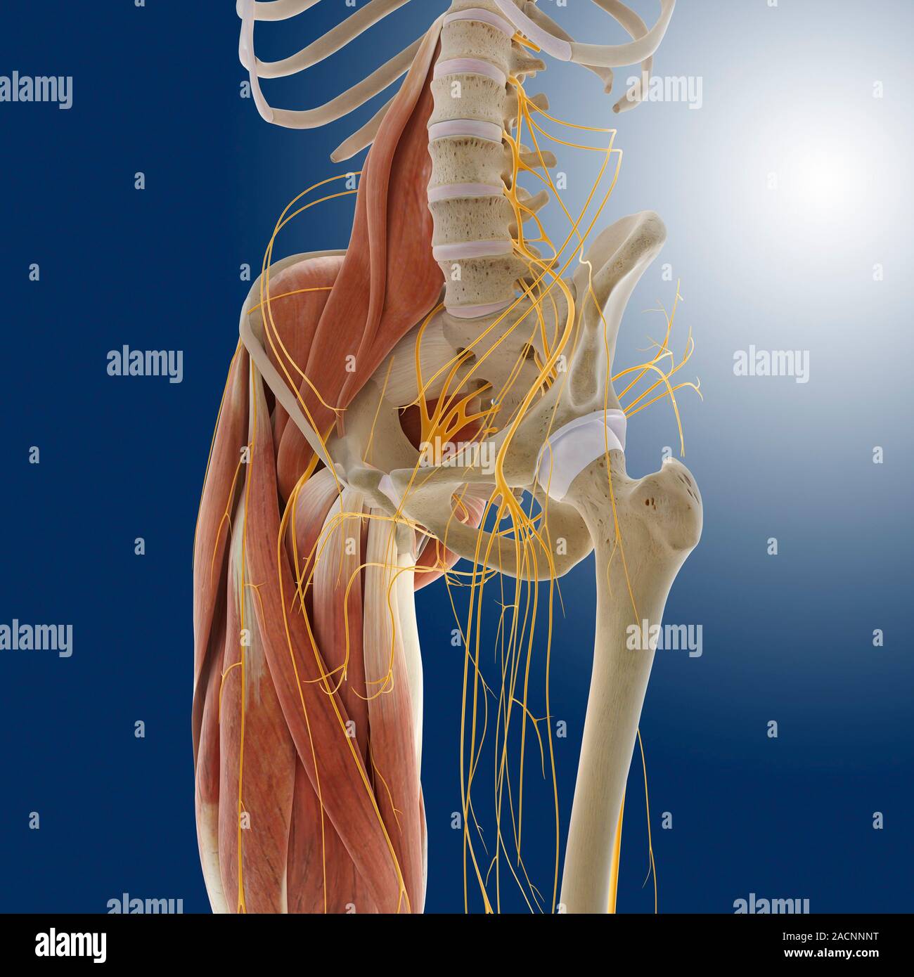 Lower body anatomy. Computer artwork showing the bones (cream), muscles ...