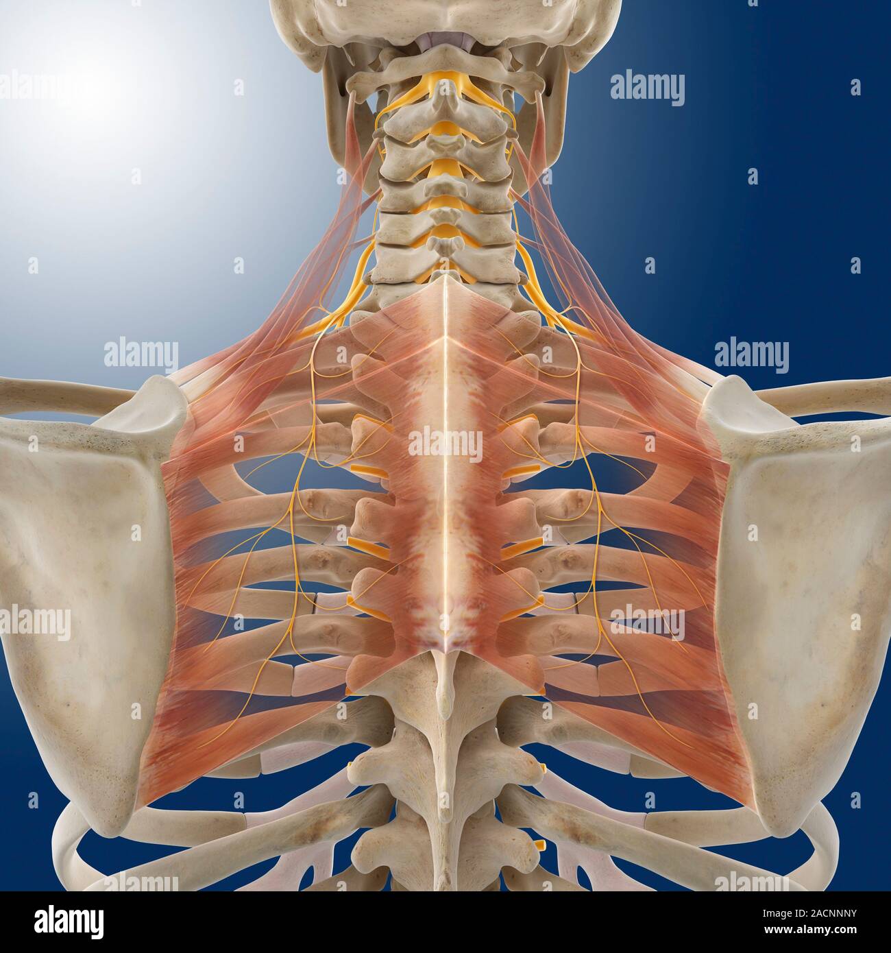 Upper back anatomy, computer artwork. The muscles either side of the ...