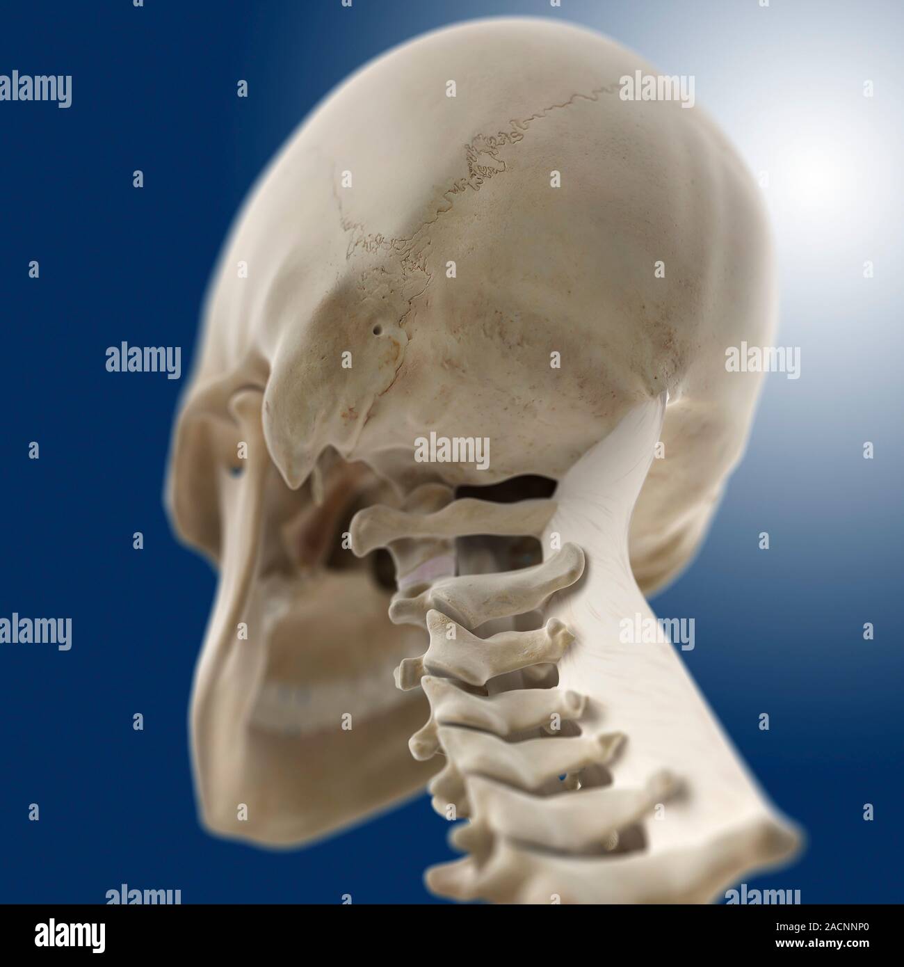 Nuchal ligament. Computer artwork showing the bones of the neck and ...