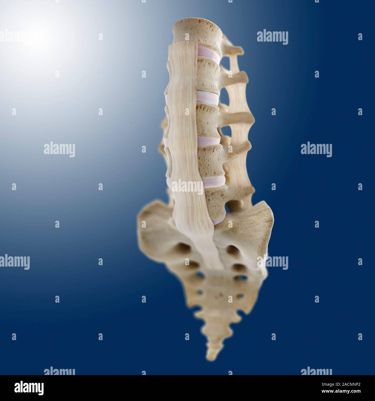 Spinal ligaments. Computer artwork of the lumbar (lower spine) showing ...