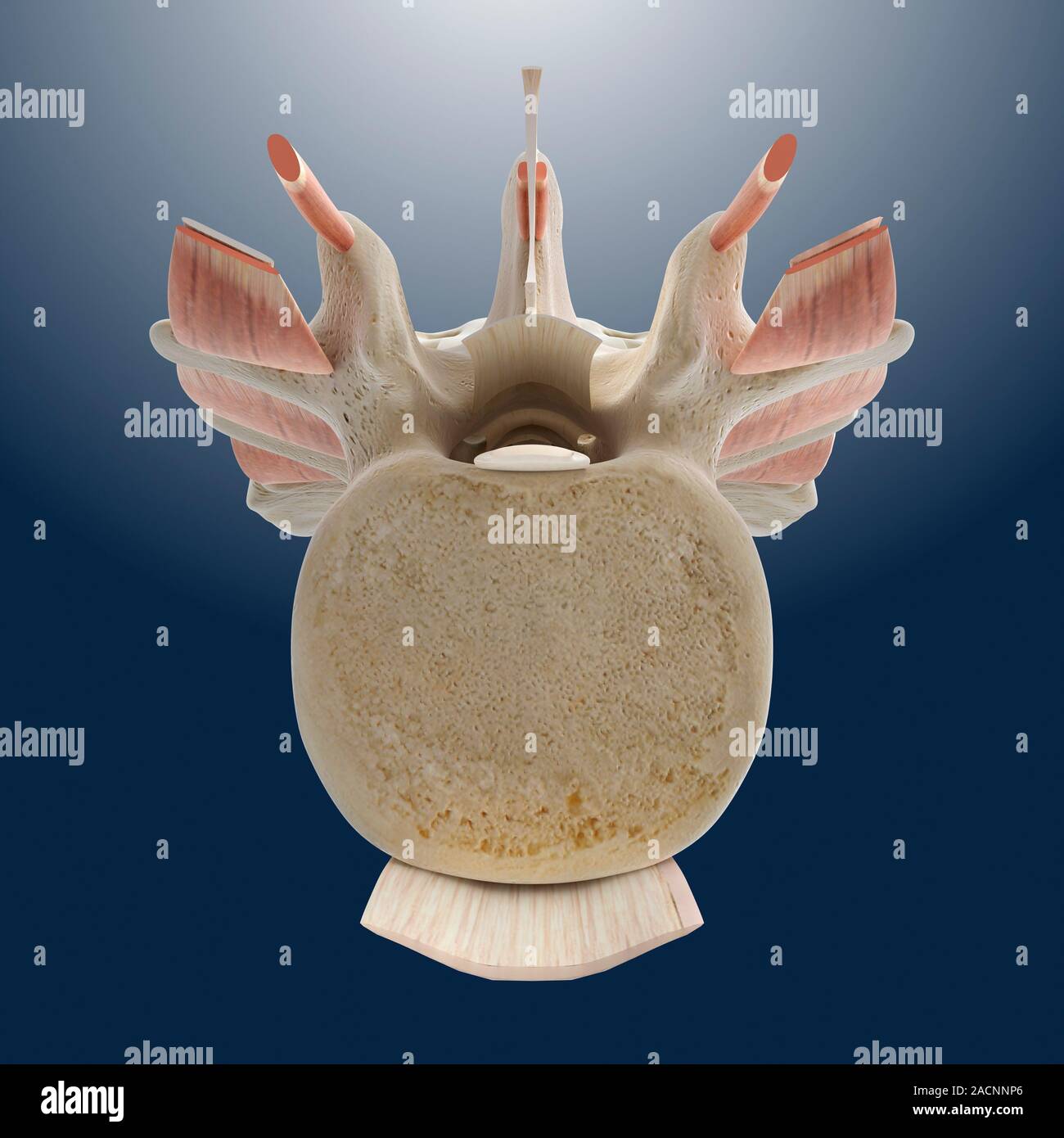 Spine anatomy. Computer artwork of part of the lumbar spine showing ...