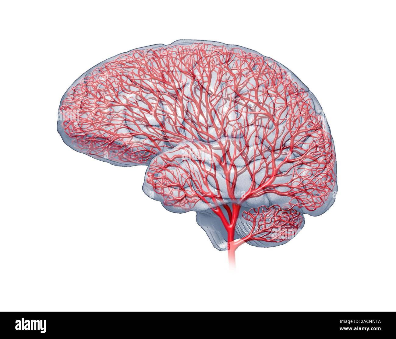 Brain blood vessels. Computer artwork showing the blood vessels that ...