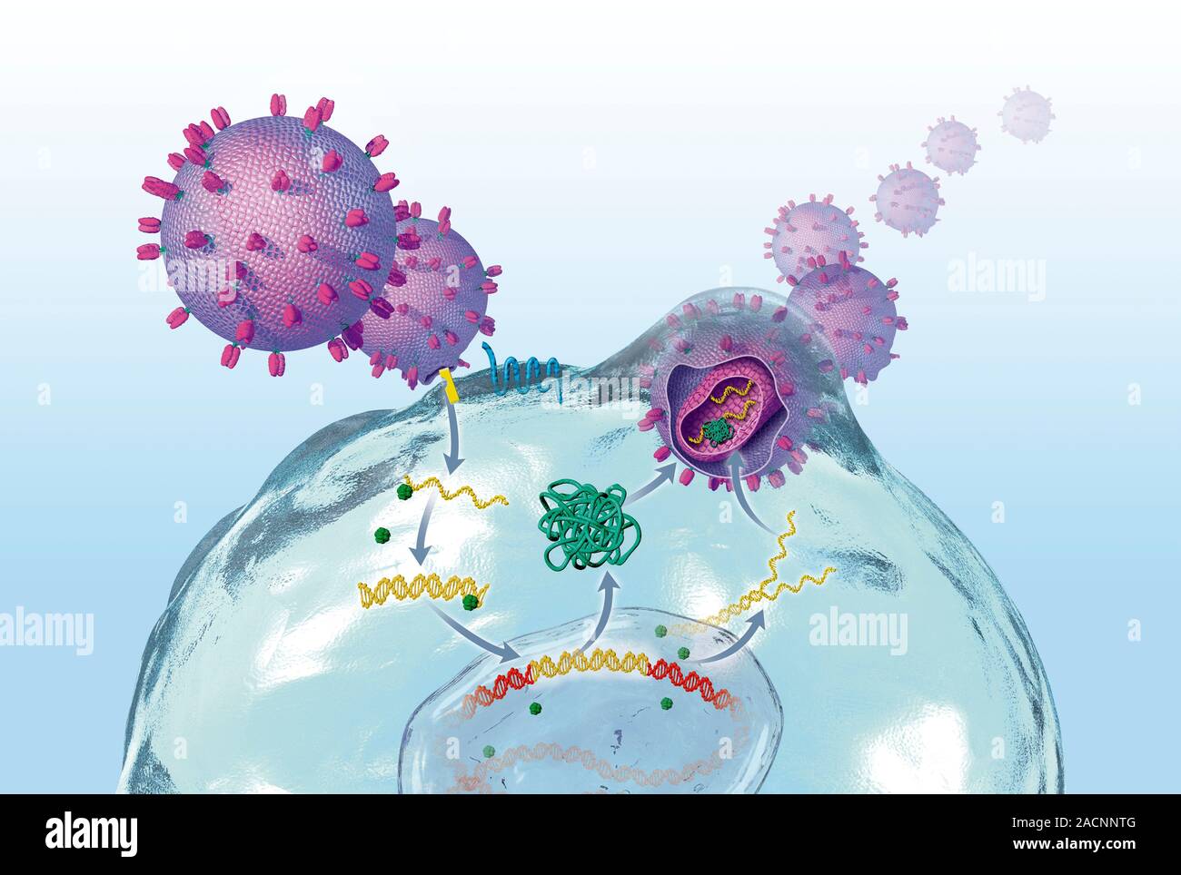HIV invading white blood cell. Computer artwork showing HIV (human ...