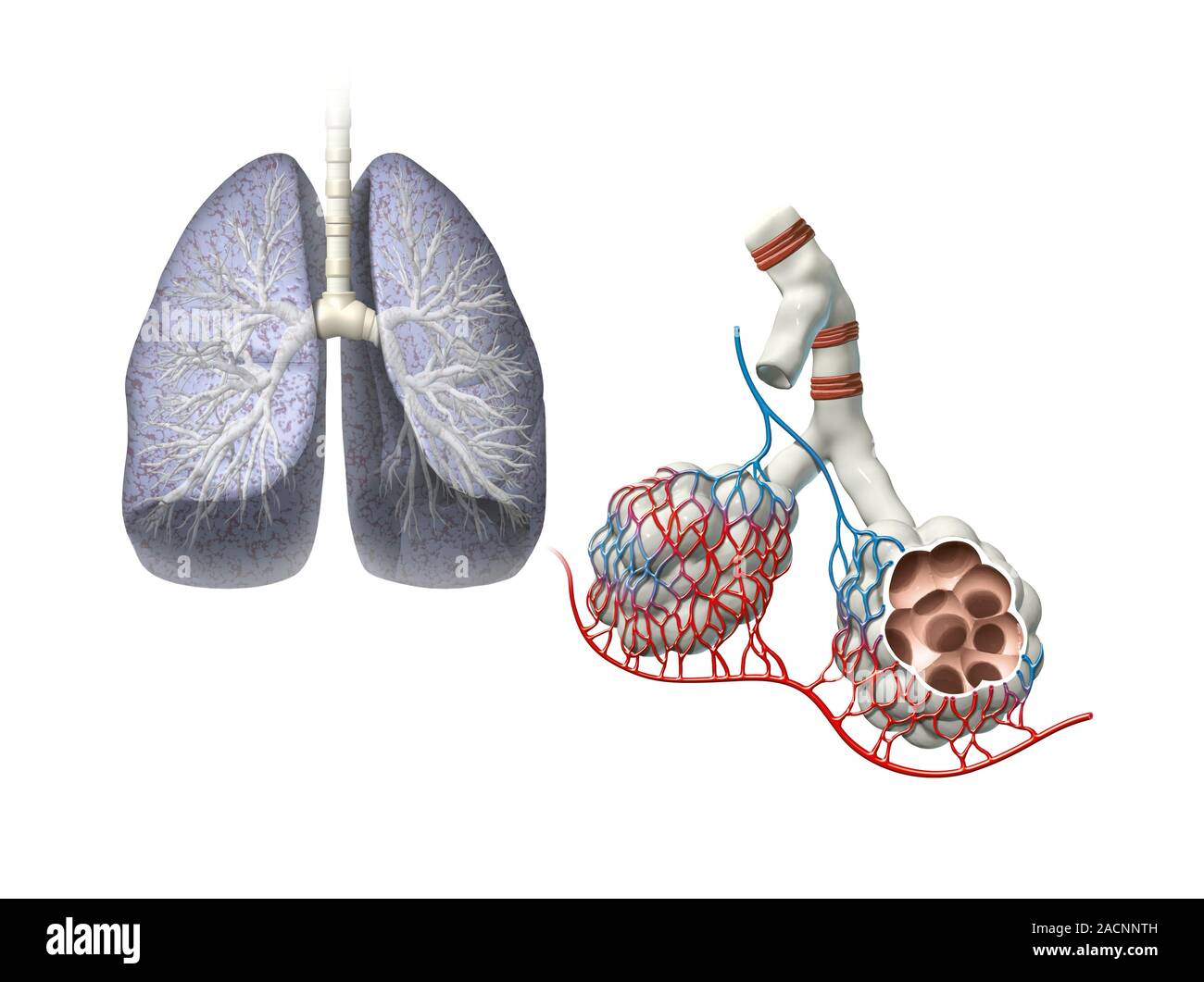 Lungs anatomy, computer artwork. At top left is the trachea (windpipe ...