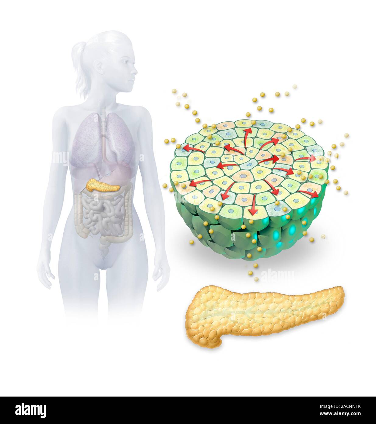 Insulin production. Computer artwork of the human pancreas (yellow) and ...