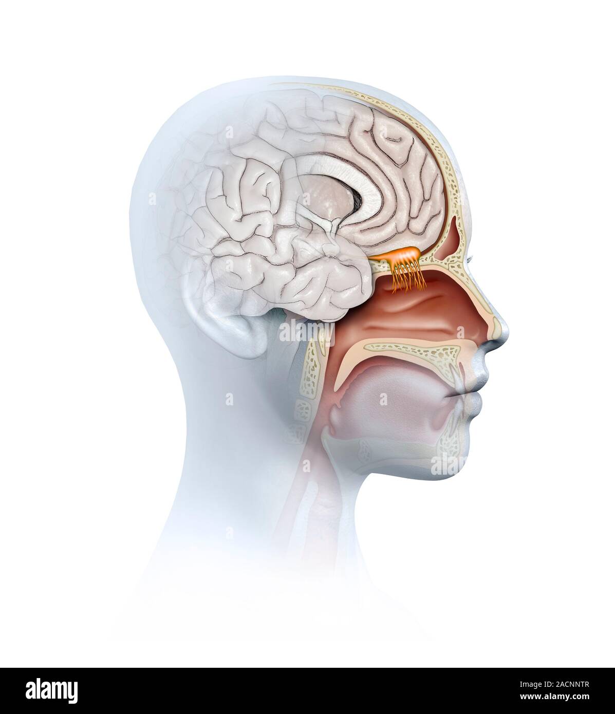 Human olfactory system. Computer artwork of a section through a human ...